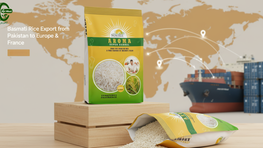 Basmati Rice Export from Pakistan | Basmati Rice Supplier