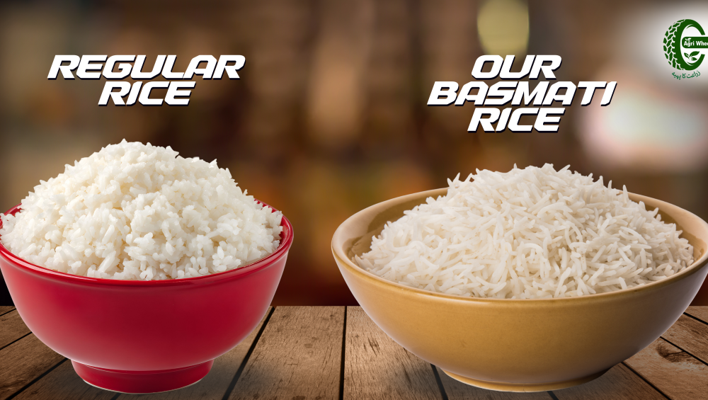 What Makes Premium Quality Rice Different from Regular Rice?